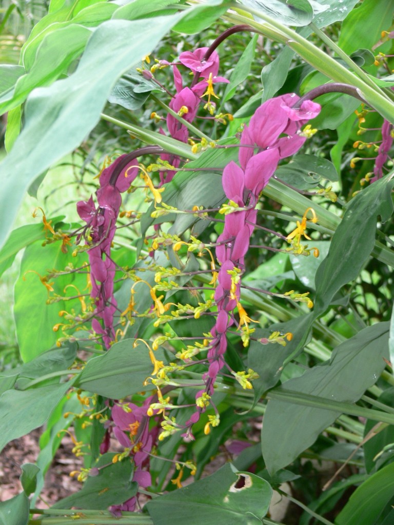 Tropical Ginger (Globba) - Amber Leaf Landscaping | Sunshine Coast ...