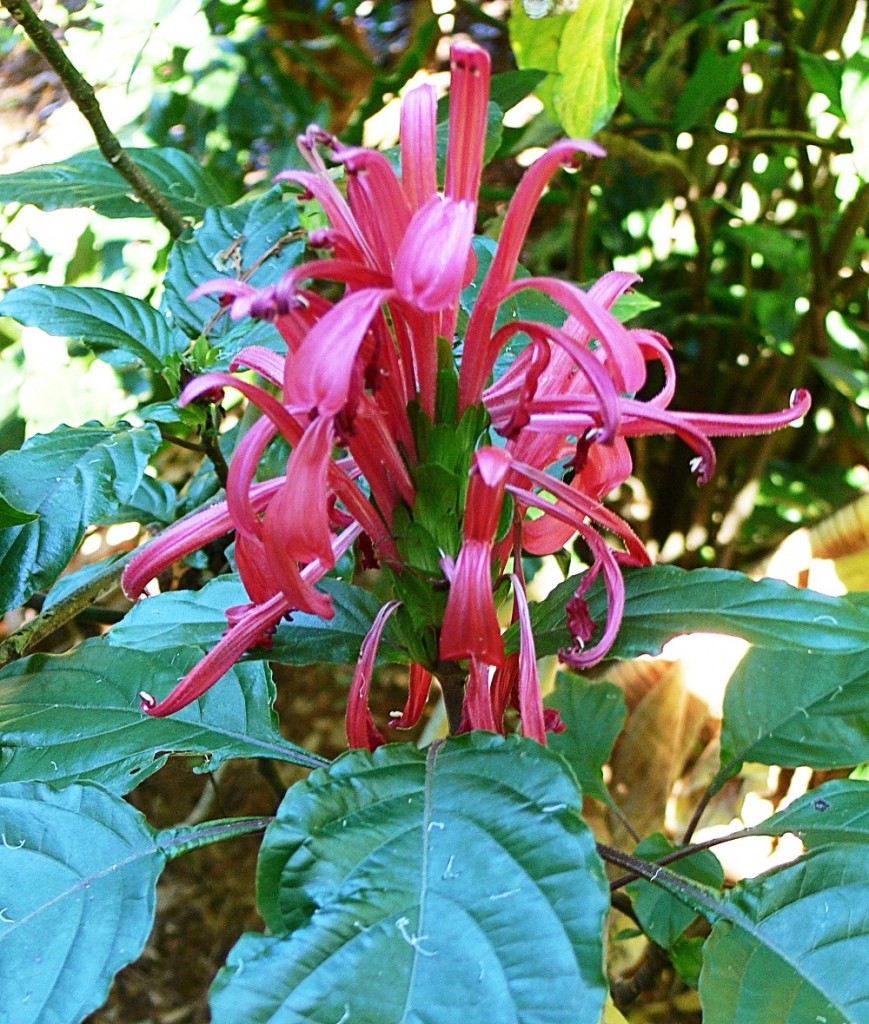 Shrimp Plant (Justicia) - Amber Leaf Landscaping | Sunshine Coast ...